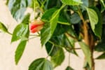 Braided Hibiscus Tree Care For Colder Climates
