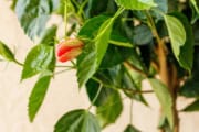 Braided Hibiscus Tree Care For Colder Climates