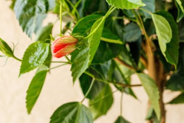 Braided Hibiscus Tree Care For Colder Climates