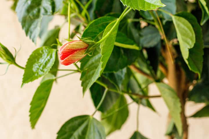 Braided Hibiscus Tree Care For Colder Climates