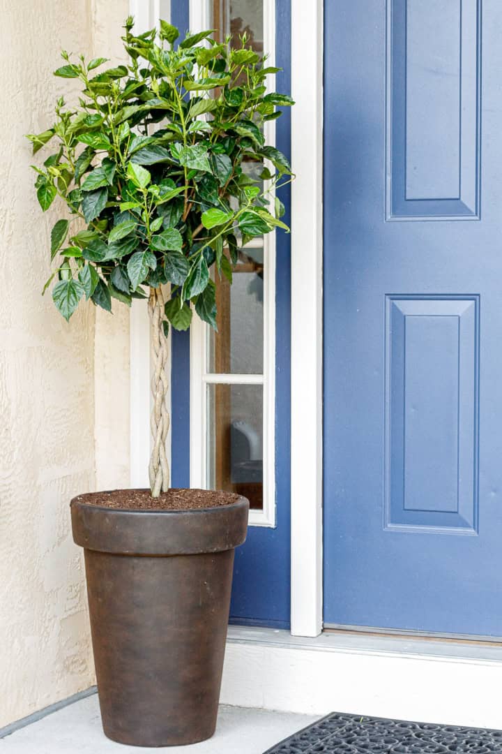 Braided Hibiscus Tree Care For Colder Climates
