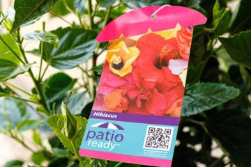 Braided Hibiscus Tree Care For Colder Climates